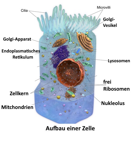 Die Zelle ist die kleinste lebensfähige Einheit unseres Körpers. Ein ...